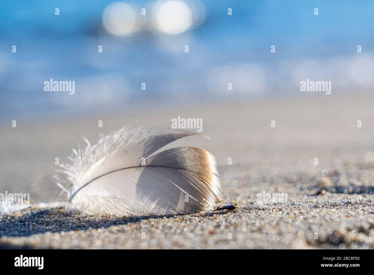 Feather on the beach Stock Photo - Alamy