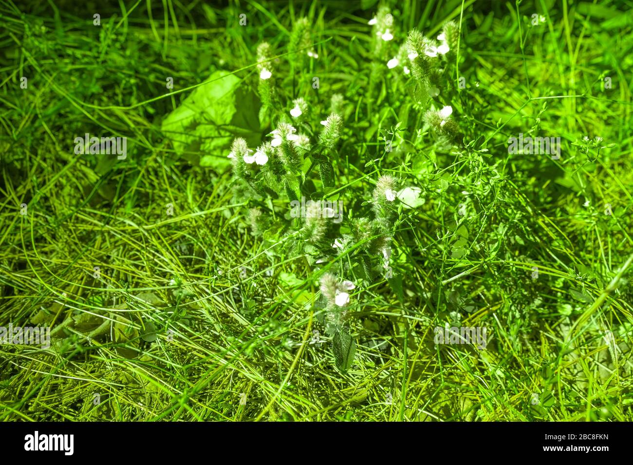 green grass field zoom in focused Stock Photo - Alamy