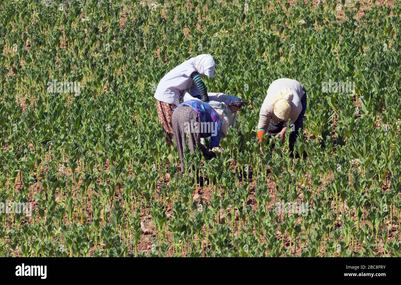 Turkey women farm hi-res stock photography and images - Alamy