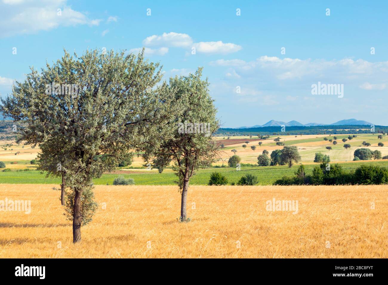 Typical Anatolian countryside with wheatfields between Beysehir and ...