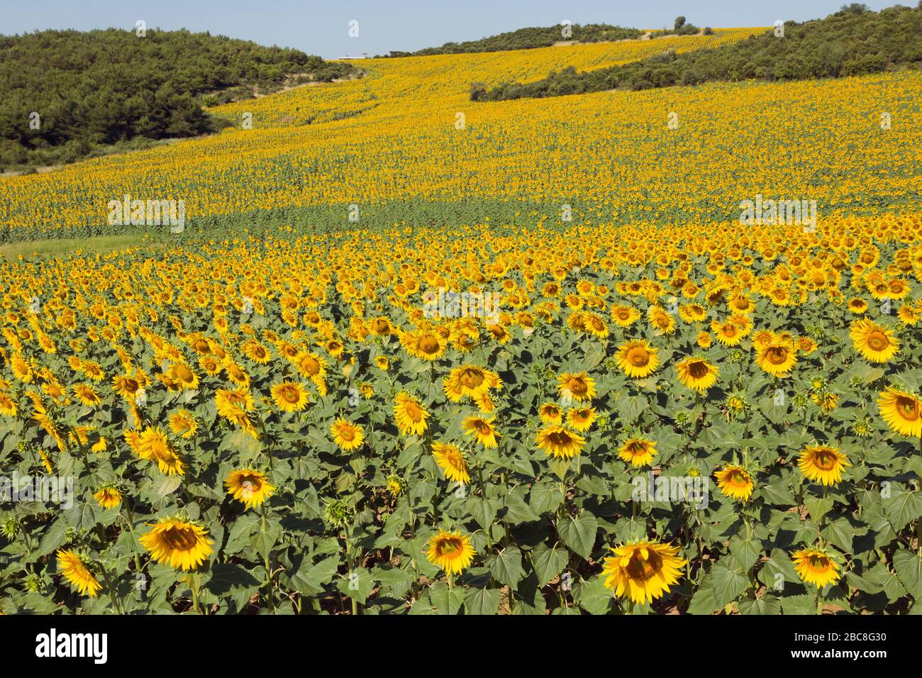 Gallipoli Peninsula, Canakkale Province, Turkey. Sunflower fields Stock ...