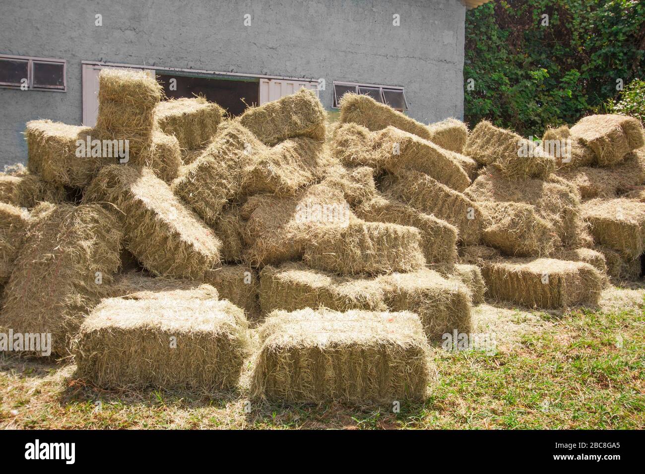 Stacks of hay in a Brazilian Farm Stock Photo - Alamy