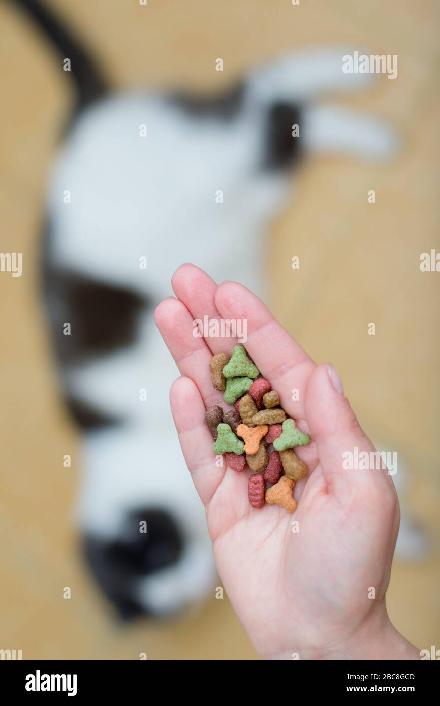 The cat eats food from the owner's hand Stock Photo - Alamy