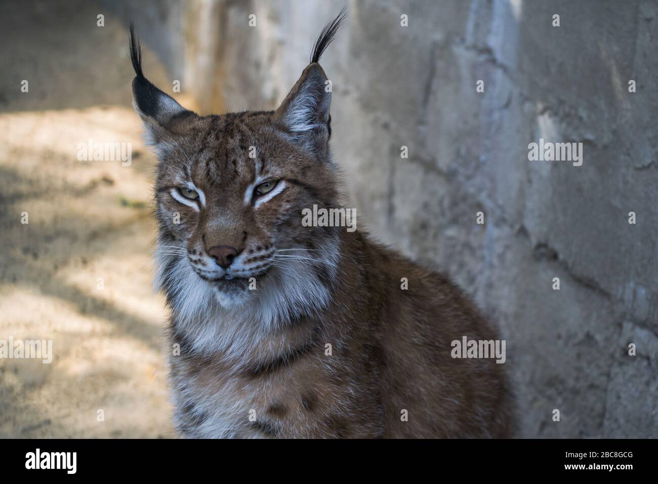 Portrait of a lynx at the zoo Stock Photo - Alamy