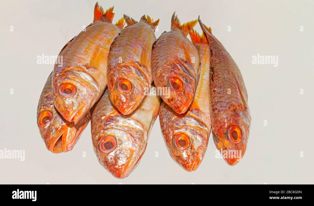 Pink Perch Fish High Resolution Stock Photography and Images - Alamy
