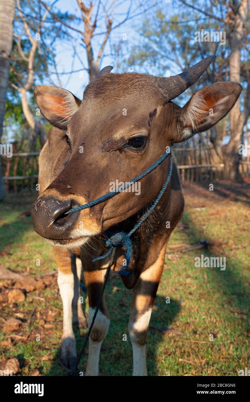 Indonesian cow hi-res stock photography and images - Alamy