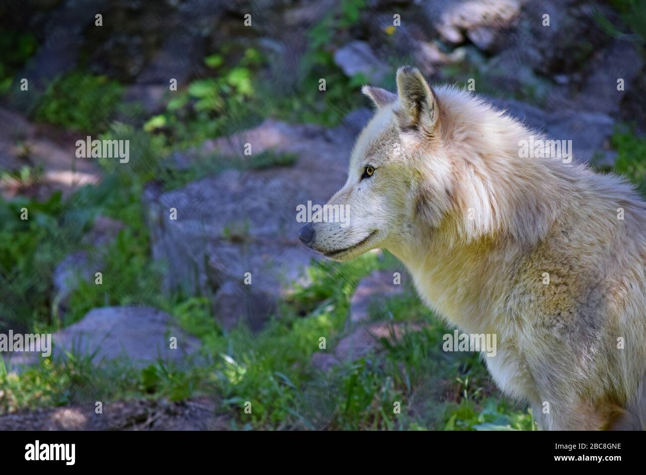 An endangered protected recently reintroduced timber wolf stares off ...