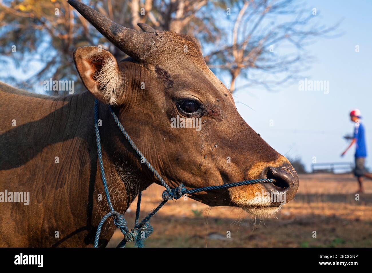 Asia, Indonesia, West Nusa Tenggara, Gili Air, Cow on a typical farm on ...
