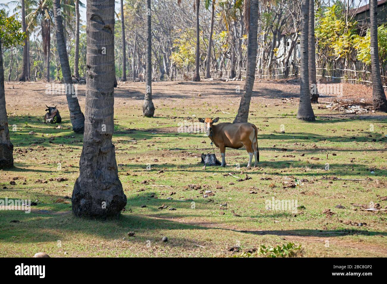 Indonesian cow hi-res stock photography and images - Alamy
