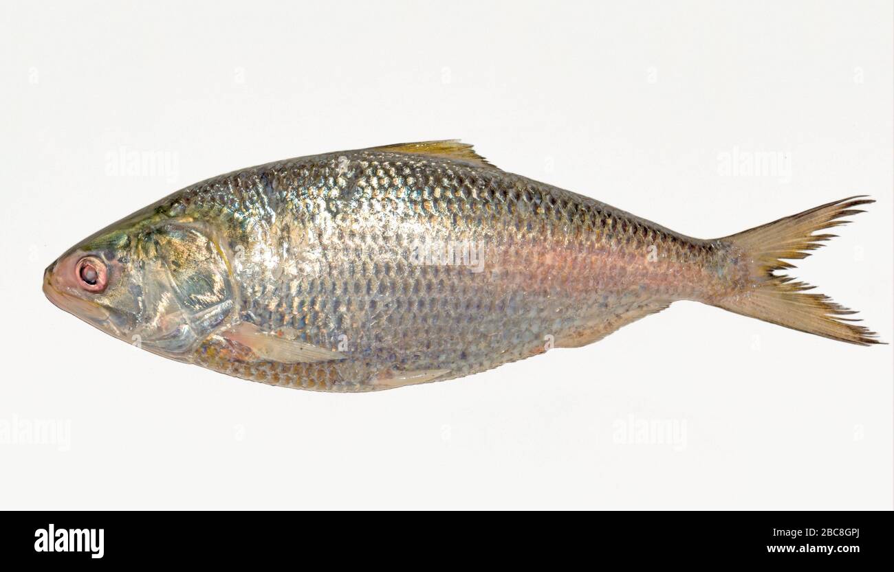 Ilisha Fish High Resolution Stock Photography and Images - Alamy