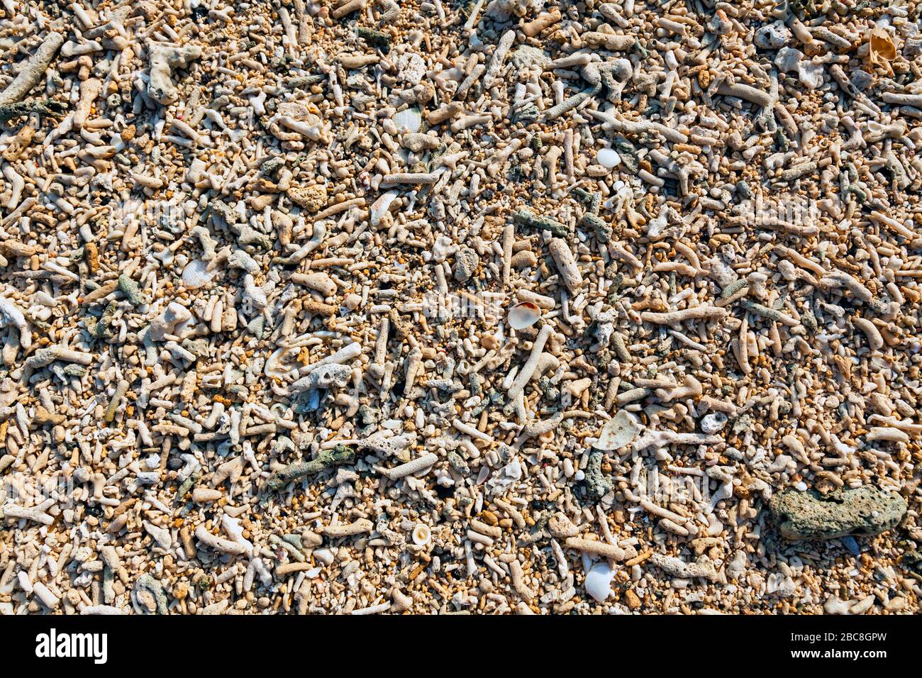 Indonesia beach shells hi-res stock photography and images - Alamy