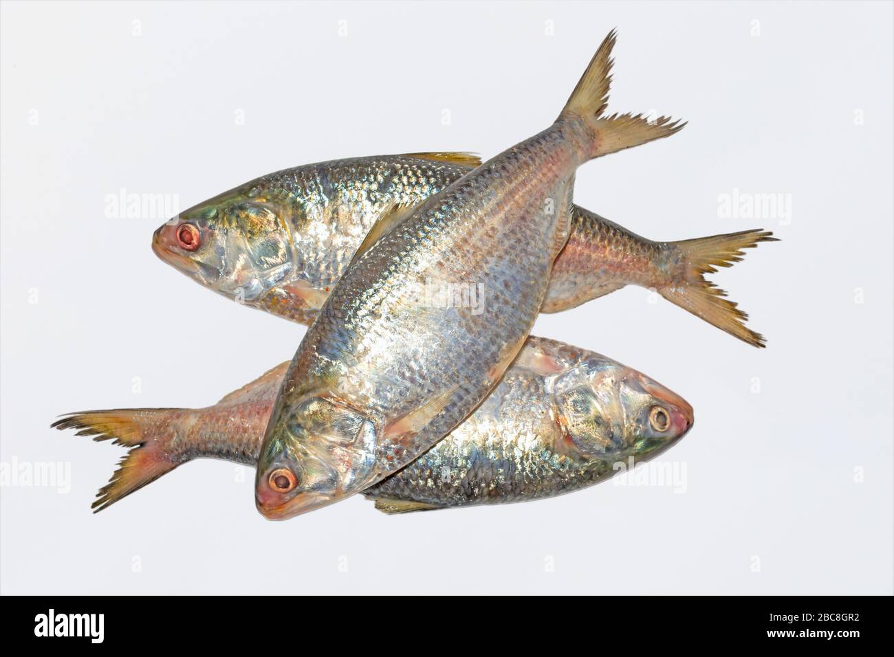 Tenualosa Toli High Resolution Stock Photography and Images - Alamy