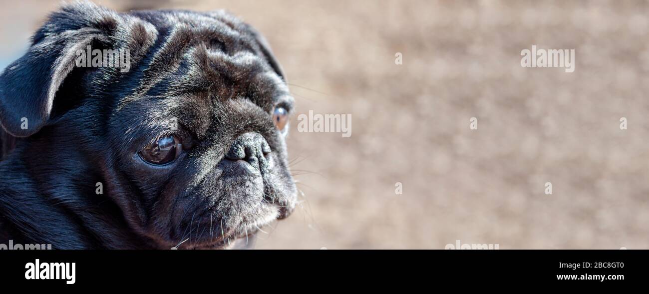 Black pug head profile portrait on blurred natural background banner ...