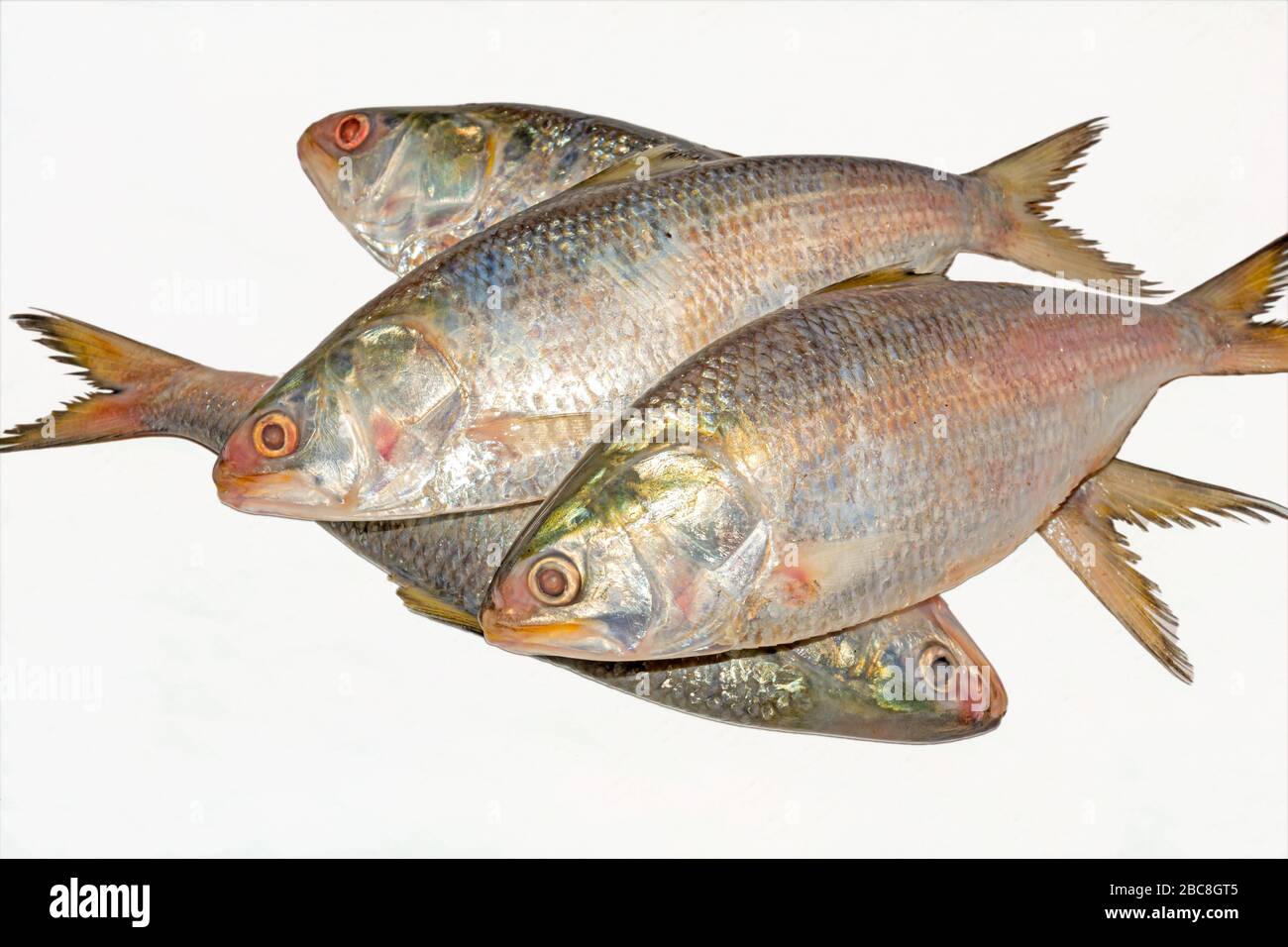 Shad Fish River High Resolution Stock Photography and Images - Alamy