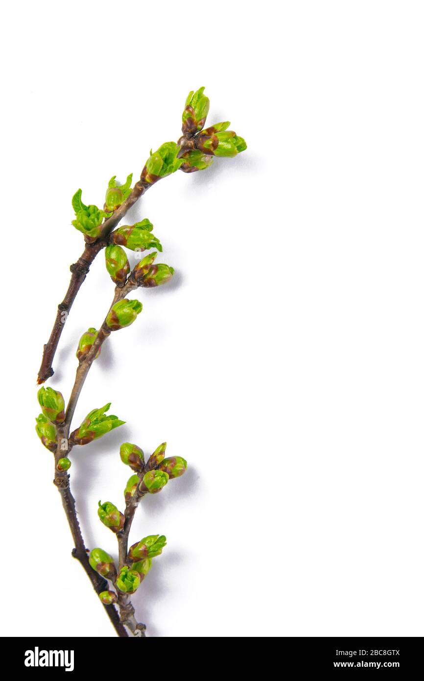 Spring branches Catkins Willow isolated on white background Stock Photo ...