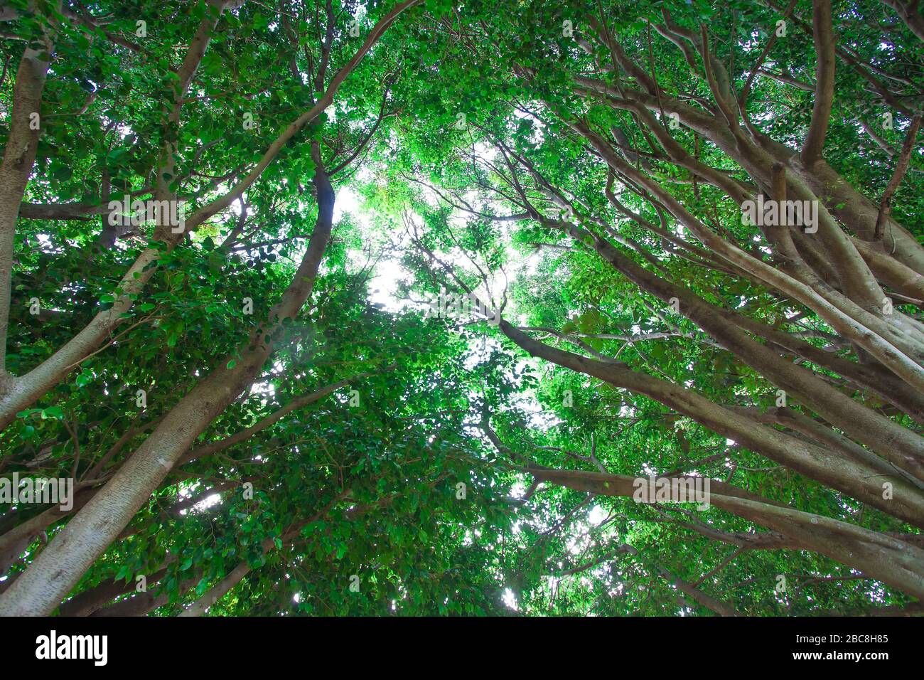 Ficus benjamina tree roots hi-res stock photography and images - Alamy
