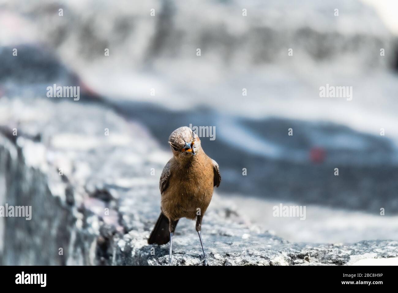 Indian chat hi-res stock photography and images - Alamy
