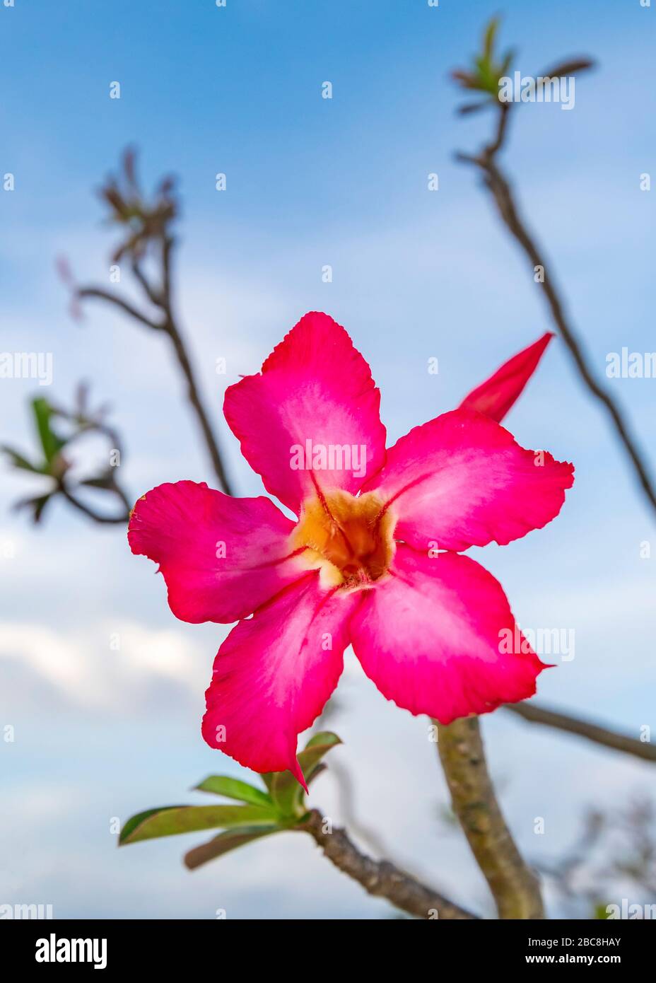 Corolla flower hi-res stock photography and images - Alamy