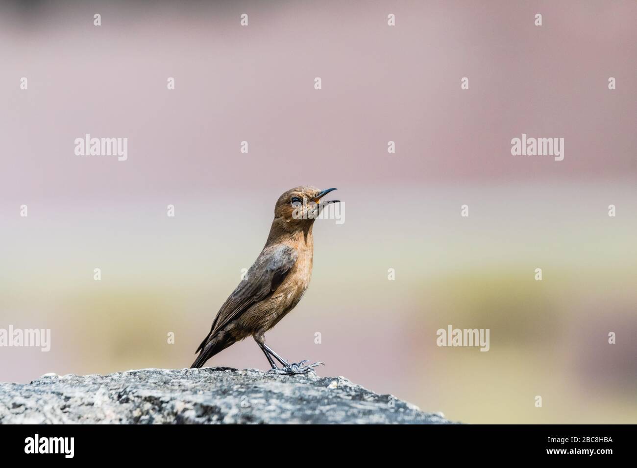 Central indian wildlife hi-res stock photography and images - Alamy