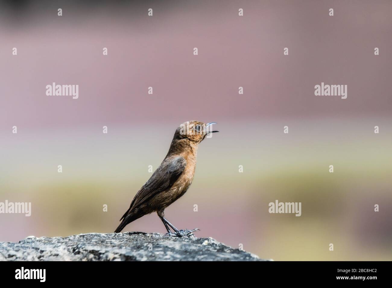 Central indian wildlife hi-res stock photography and images - Alamy