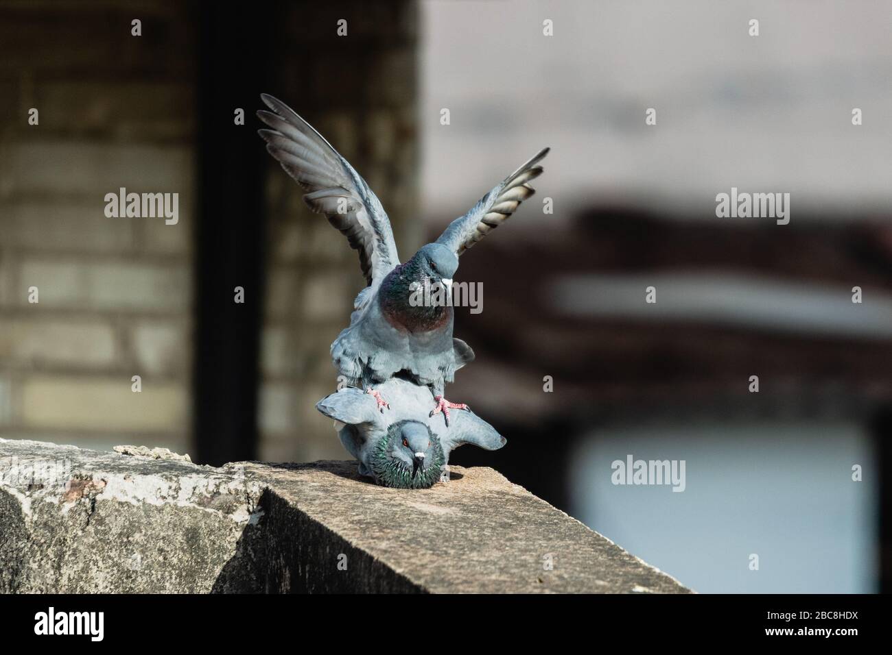 Engaged animal hi-res stock photography and images - Alamy