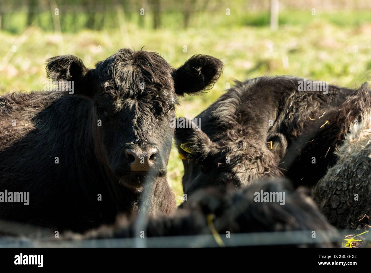 Curly haired cattle hi-res stock photography and images - Alamy