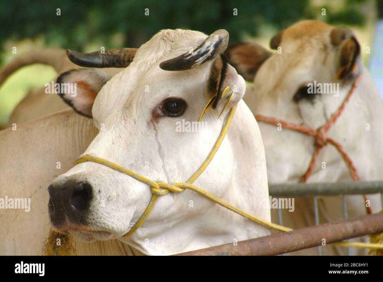 Piedmontese cows hi-res stock photography and images - Alamy