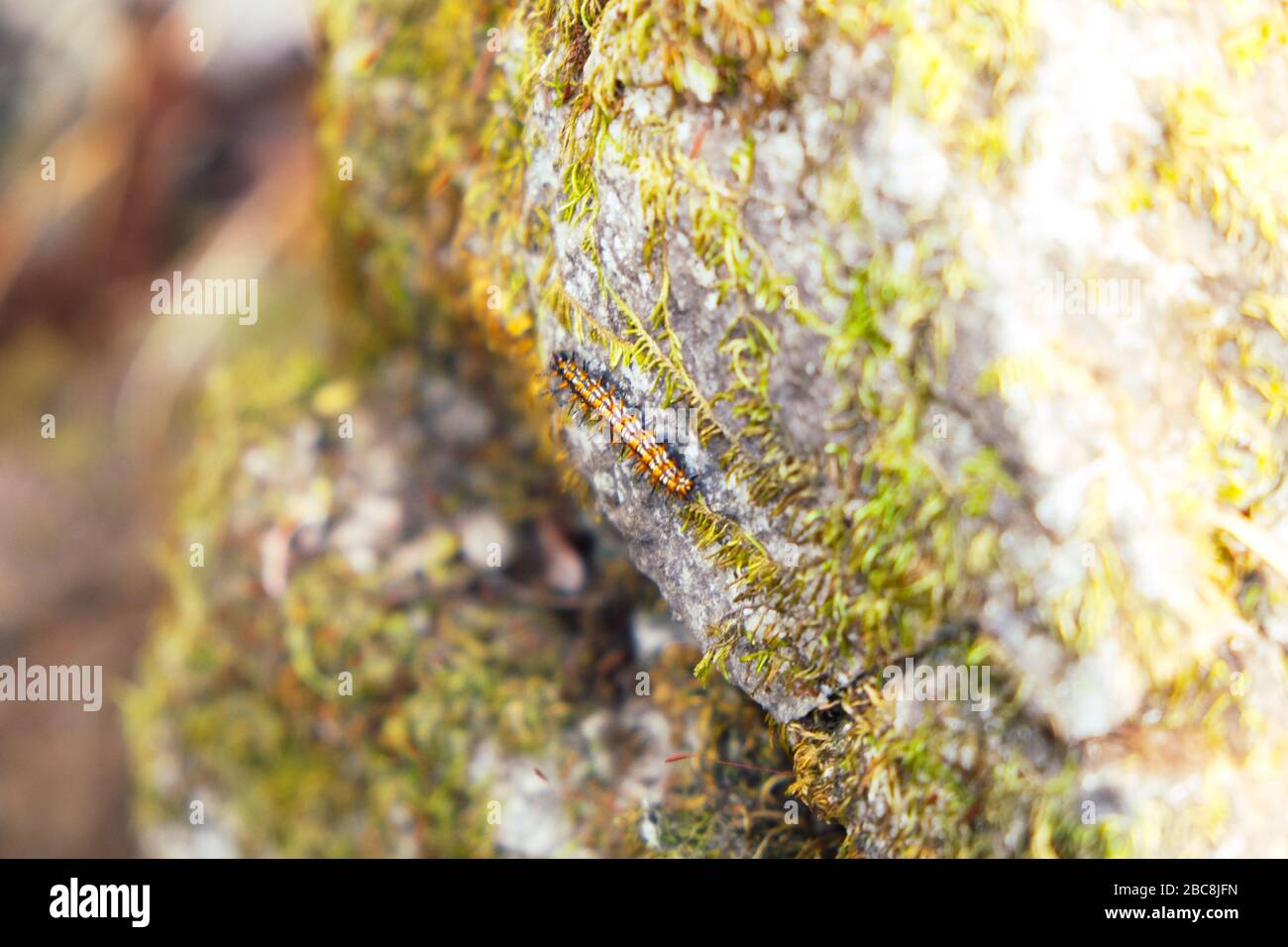 worm climbing on the rock Stock Photo - Alamy