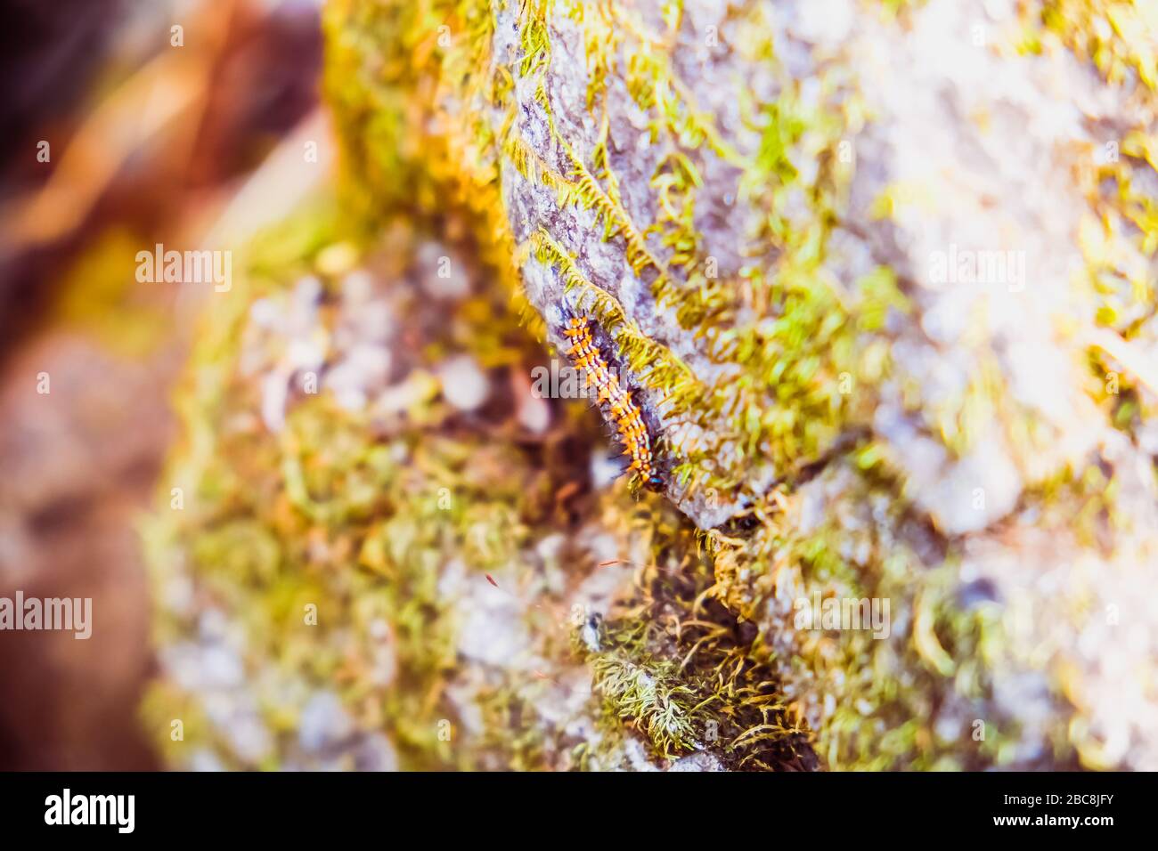 worm climbing on the rock Stock Photo - Alamy