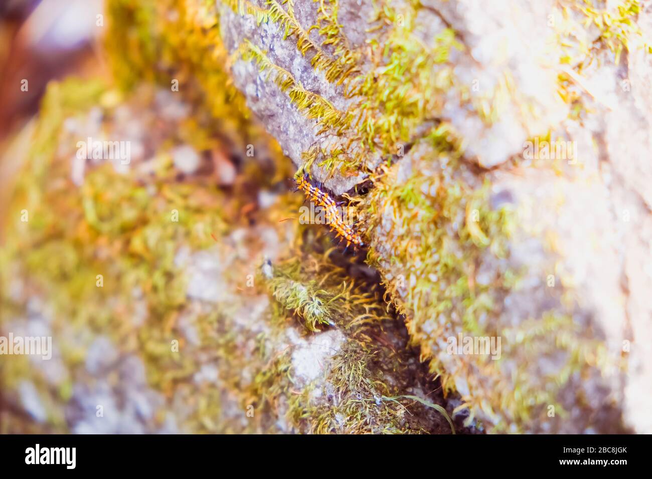worm climbing on the rock Stock Photo - Alamy