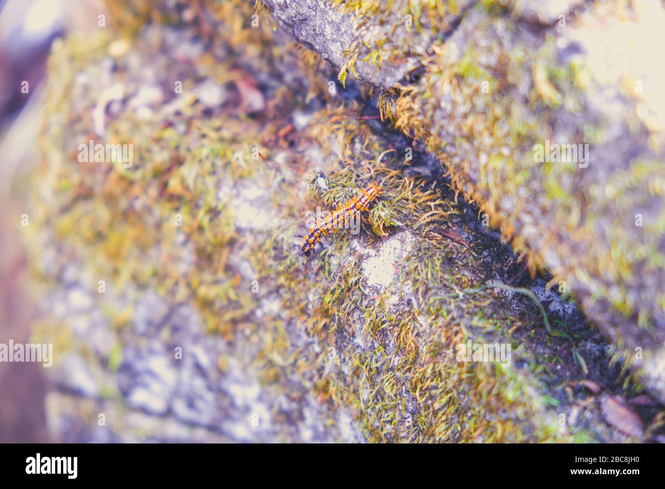 worm climbing on the rock Stock Photo - Alamy