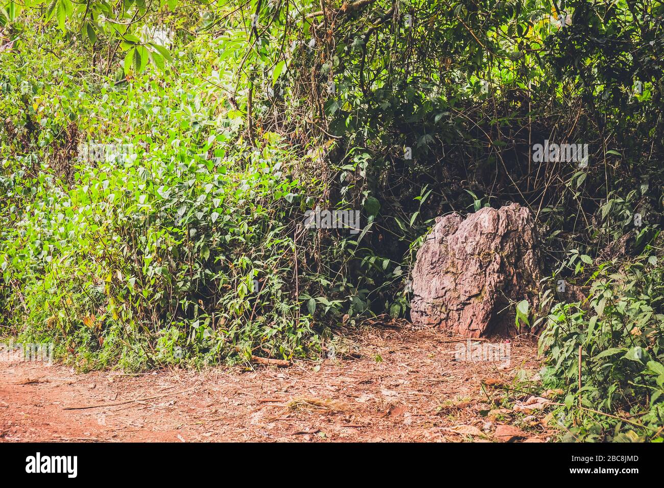 big rock in the nature forest with trees Stock Photo - Alamy