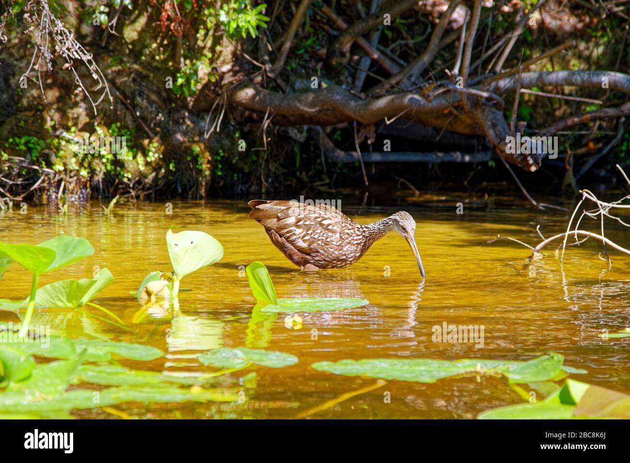 Limpkin in water, getting food, shorebird, wildlife, animal, brown ...