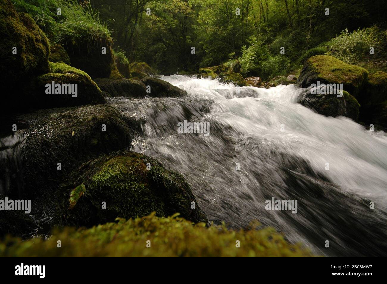 White path moss hi-res stock photography and images - Alamy