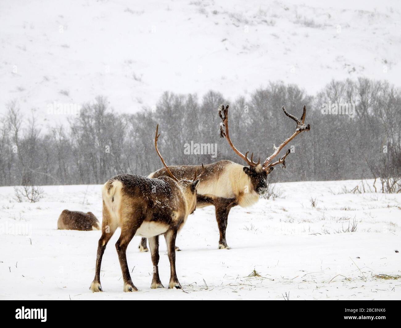 The reindeer (Rangifer tarandus) is a species of deer (Cervidae) with ...