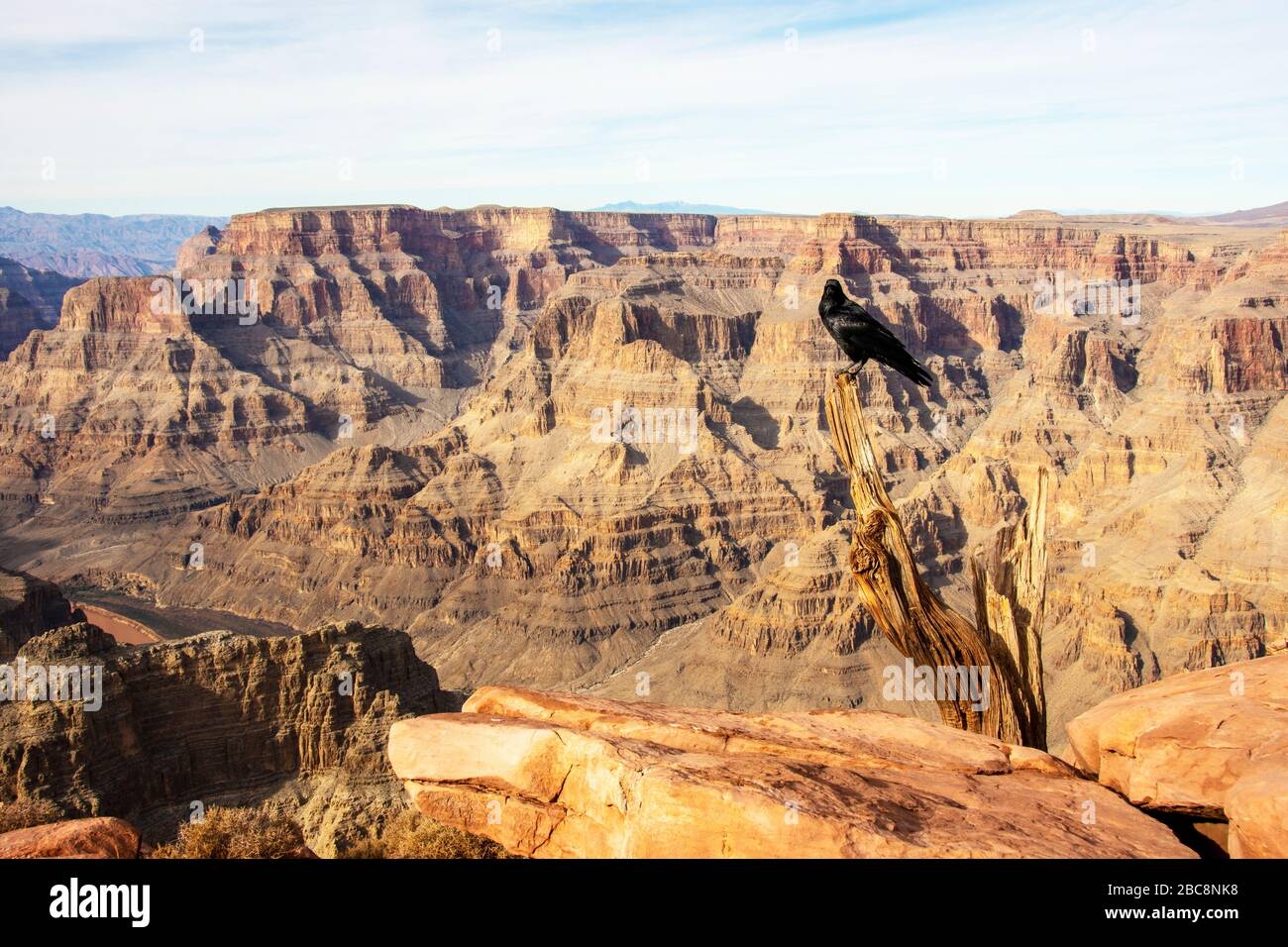 Grand Canyon West Rim, Arizona USA showing a crow perched on a tree ...