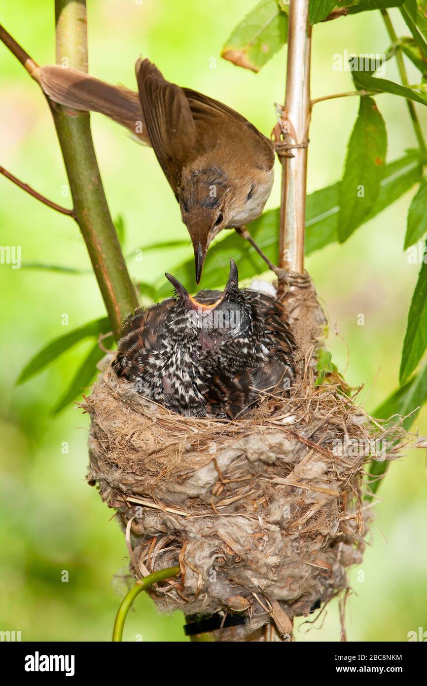 European cuckoo nest hi-res stock photography and images - Alamy