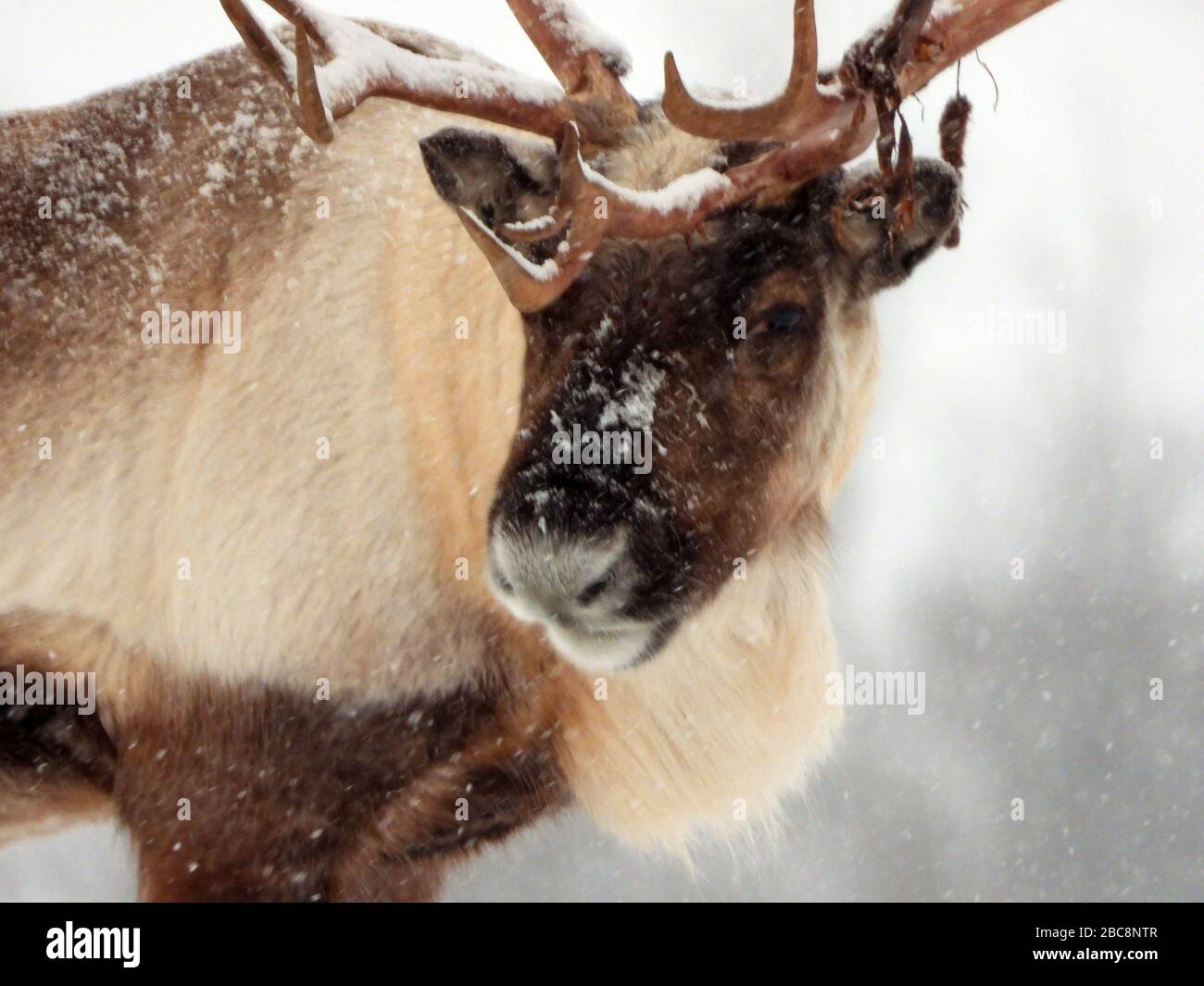 The reindeer (Rangifer tarandus) is a species of deer (Cervidae) with ...