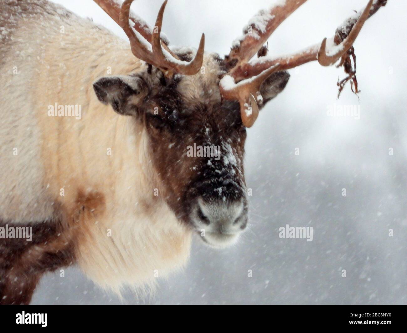 The reindeer (Rangifer tarandus) is a species of deer (Cervidae) with ...
