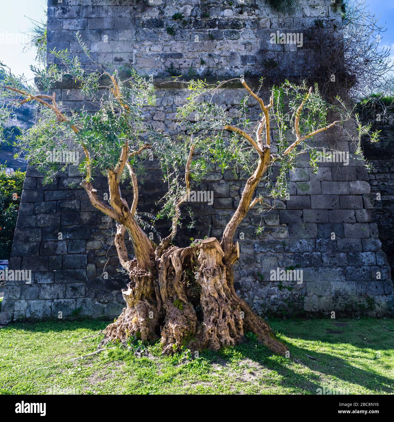 Gnarled olive tree hi-res stock photography and images - Alamy