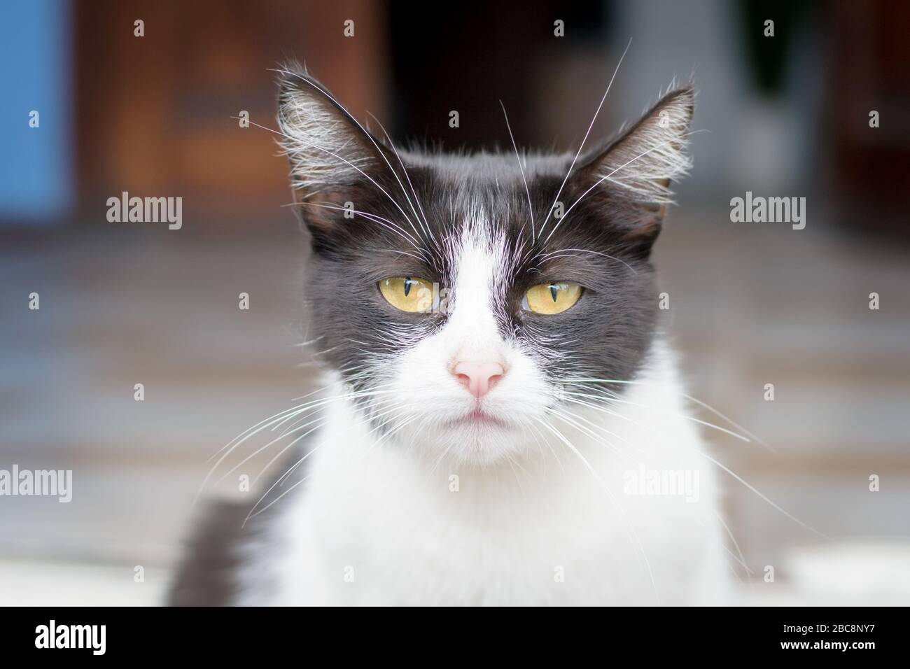 Sad cat hi-res stock photography and images - Alamy