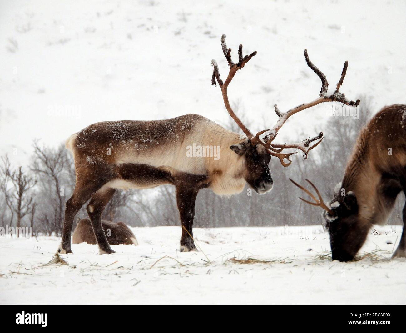 The reindeer (Rangifer tarandus) is a species of deer (Cervidae) with ...