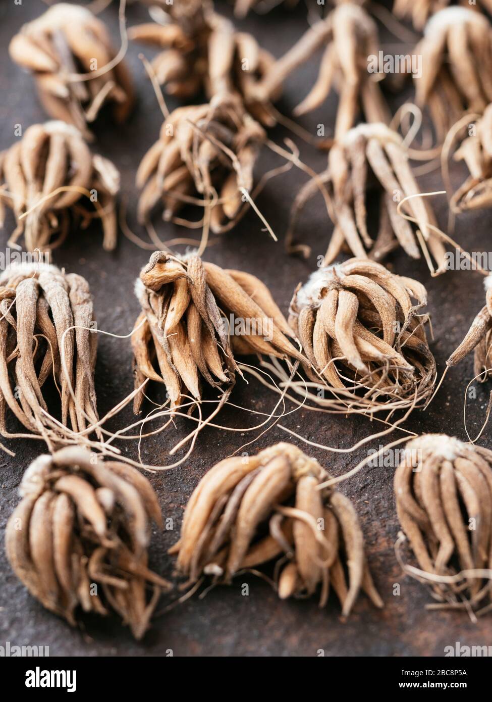 Ranunculus corm hi-res stock photography and images - Alamy