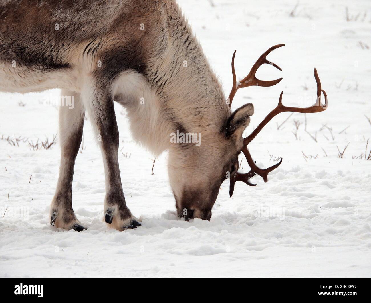 The reindeer (Rangifer tarandus) is a species of deer (Cervidae) with ...