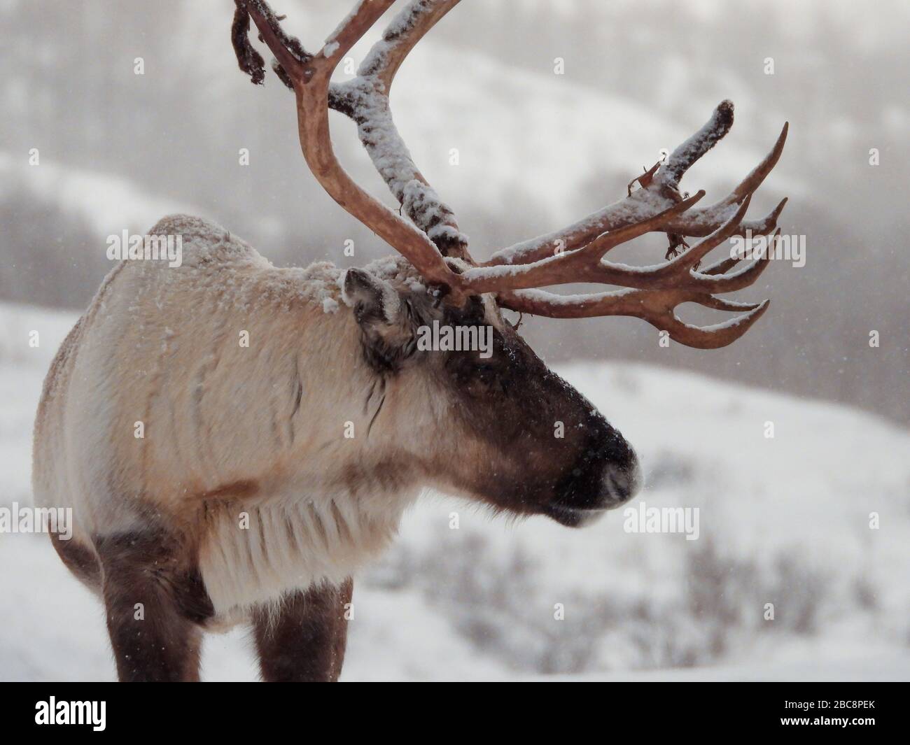 The reindeer (Rangifer tarandus) is a species of deer (Cervidae) with ...