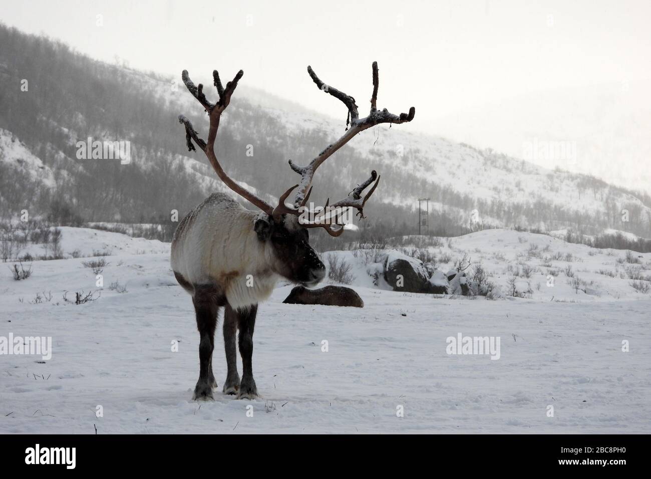 The reindeer (Rangifer tarandus) is a species of deer (Cervidae) with ...