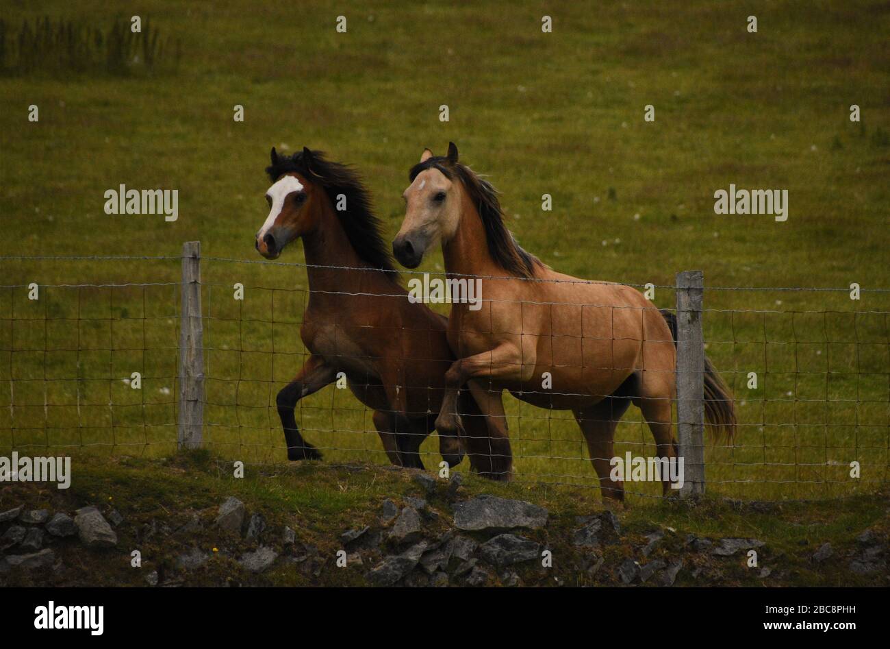 Prancing horses hi-res stock photography and images - Alamy