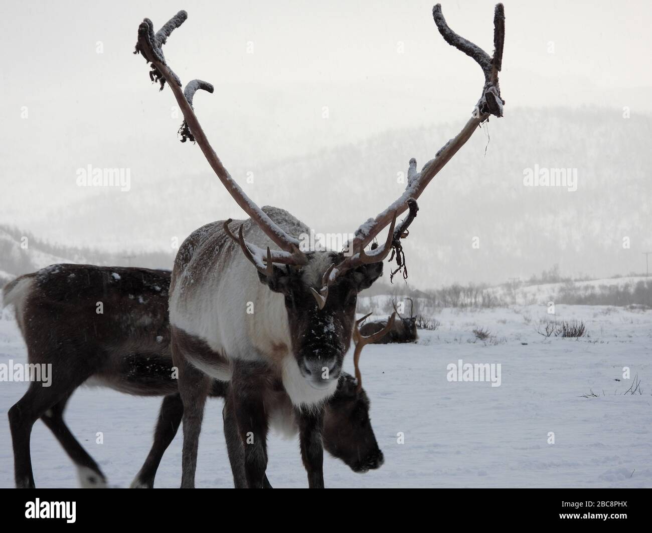 The reindeer (Rangifer tarandus) is a species of deer (Cervidae) with ...