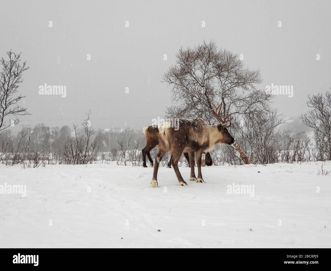The reindeer (Rangifer tarandus) is a species of deer (Cervidae) with ...