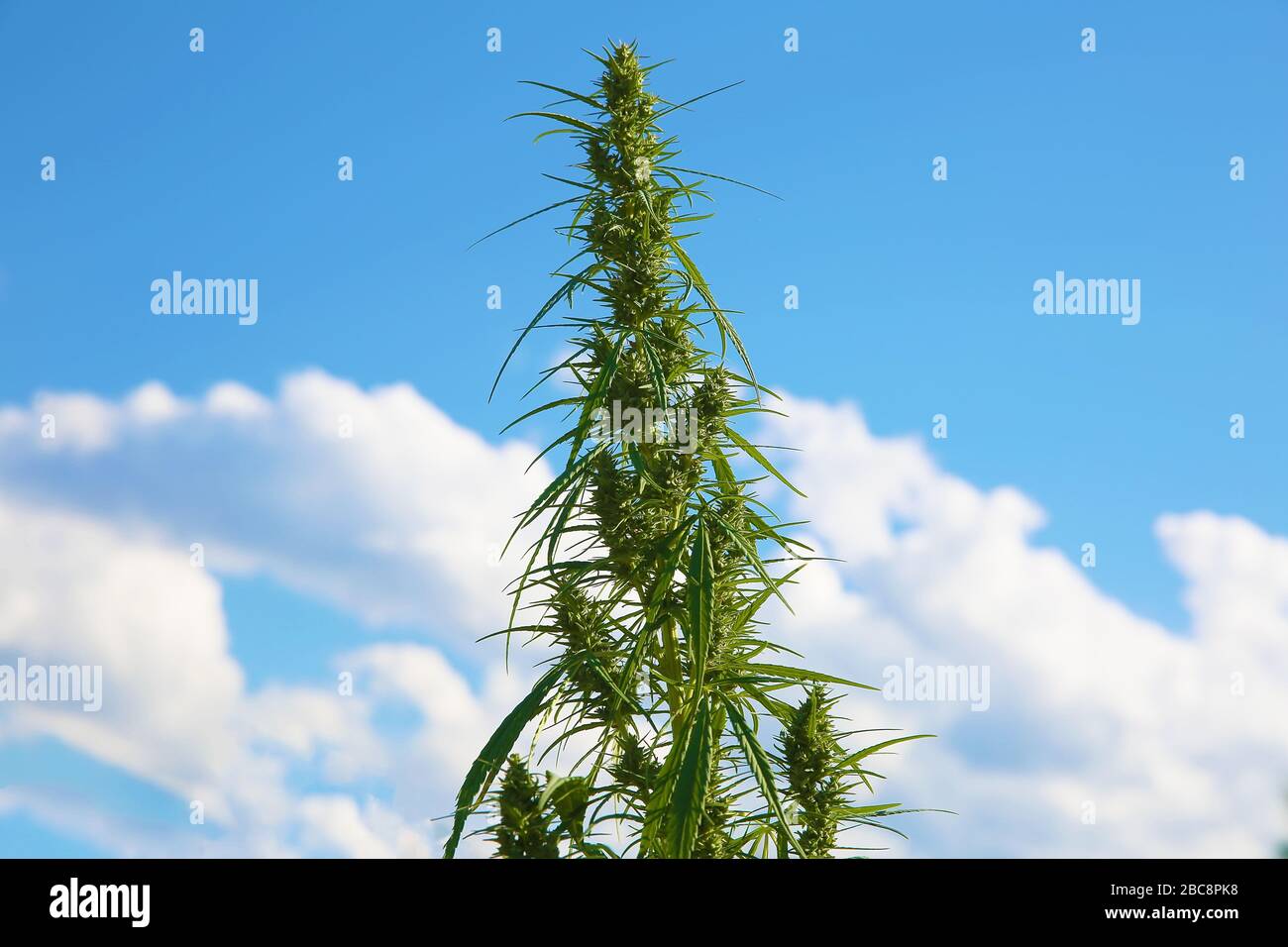 Hemp plants blue sky hi-res stock photography and images - Alamy